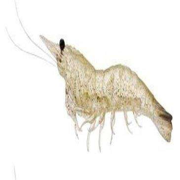 Live Target Glass Saltwater Shrimp Pre-Rigged Soft Bait 4 Per Pack 4 ...